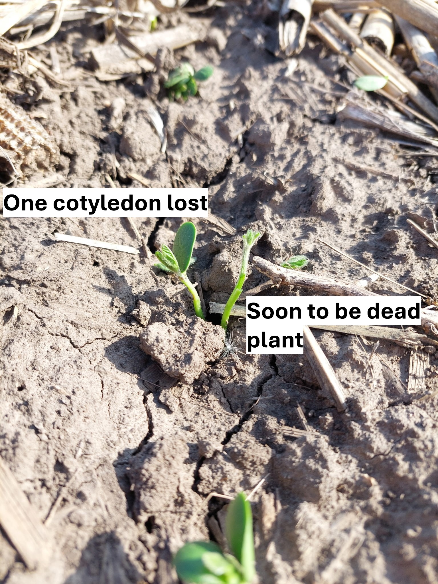 Estimating Yield Loss and Replanting Early Season Storm Damaged Soybean ...
