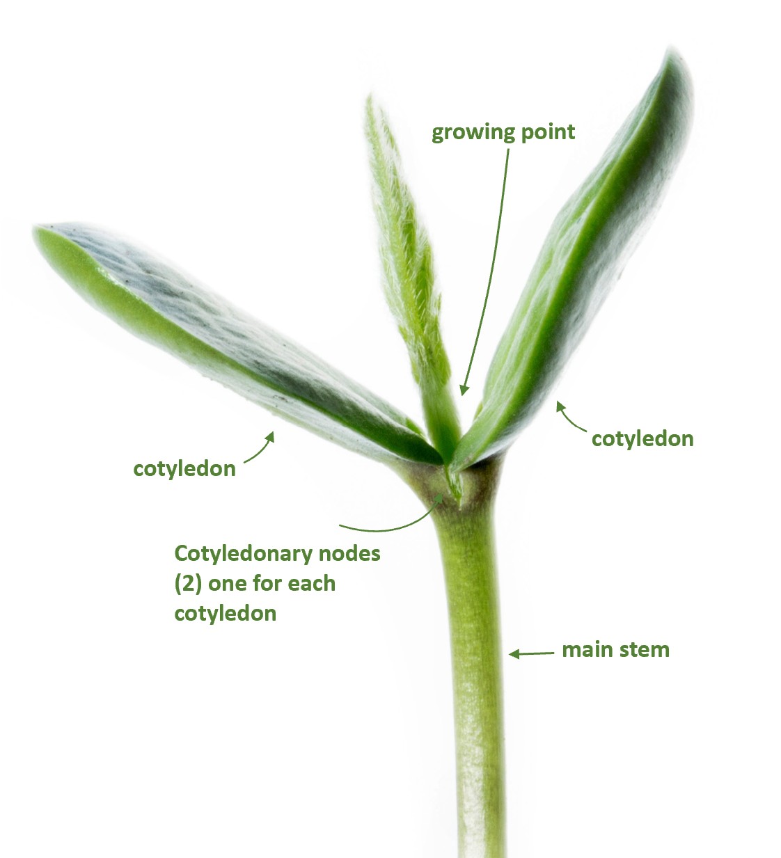 Estimating Yield Loss and Replanting Early Season Storm Damaged Soybean ...