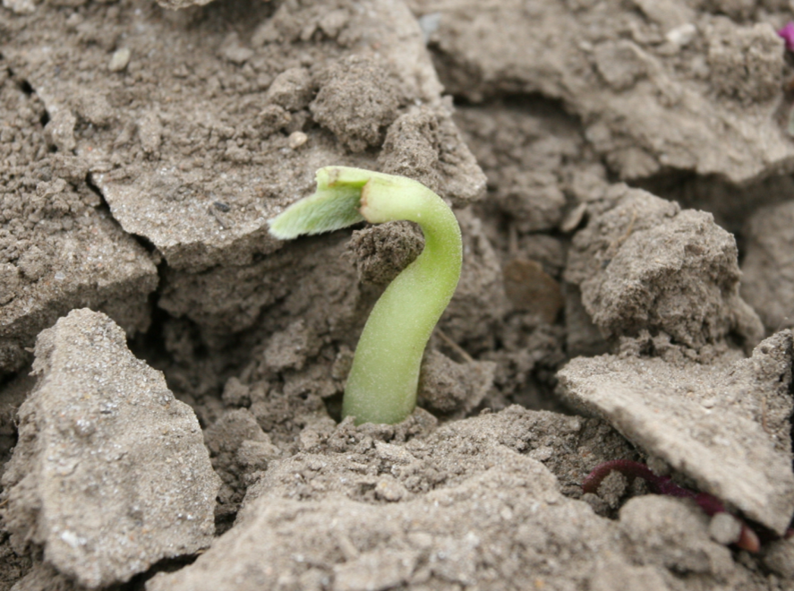 Estimating Yield Loss and Replanting Early Season Storm Damaged Soybean ...