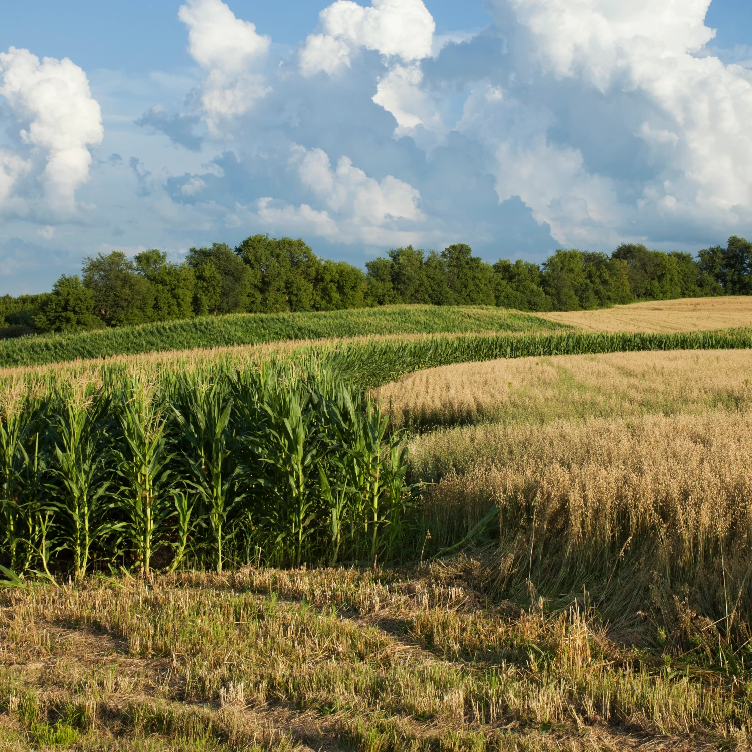 Crop Research – Badger Crop Network