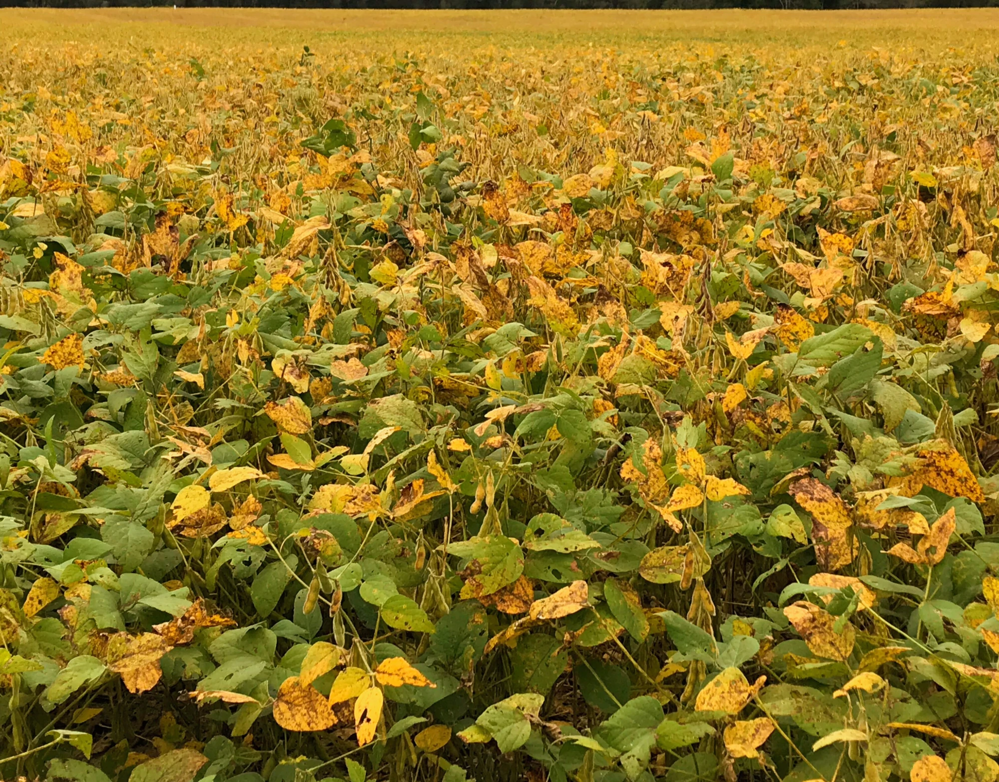 Weed Control Trials – Badger Crop Network