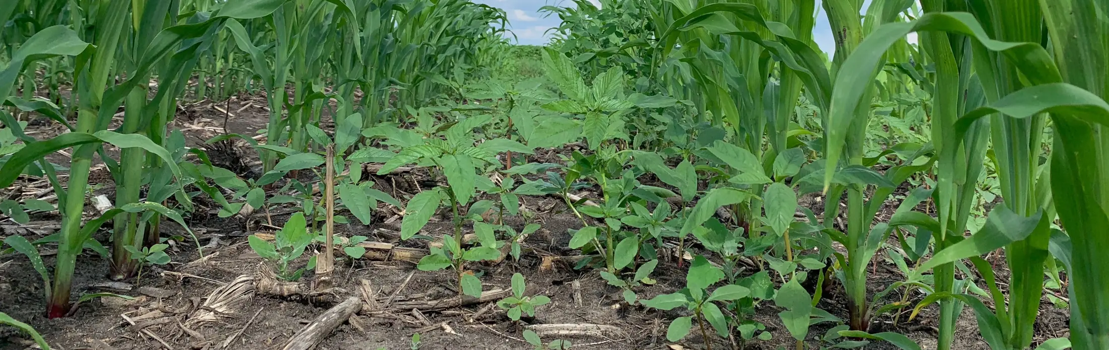 Two new tank-mix herbicides registered for use in Wisconsin corn ...