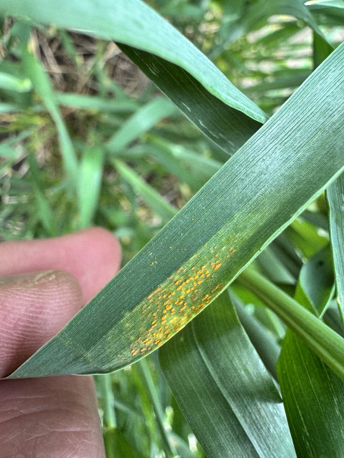 Wisconsin Winter Wheat Disease Update – May 30, 2025 – Badger Crop Network