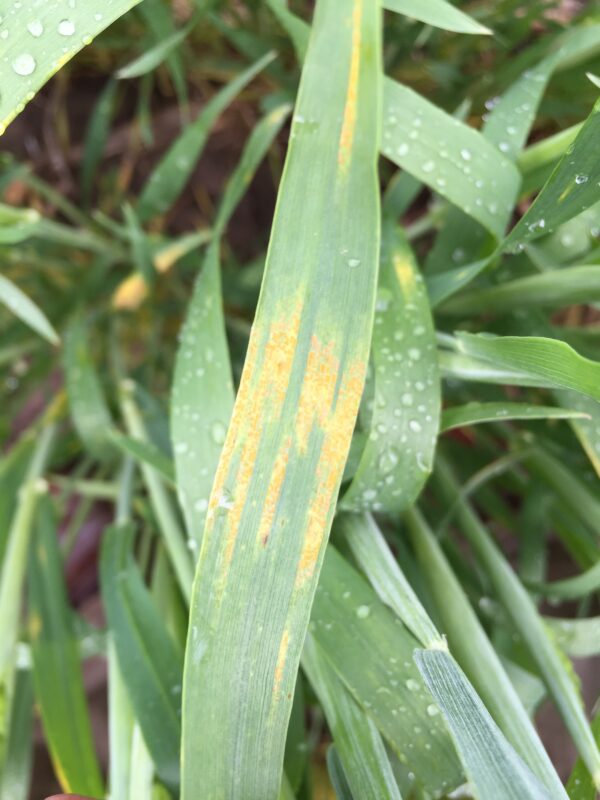 Wisconsin Winter Wheat Disease Update and Watching for Stripe Rust and ...