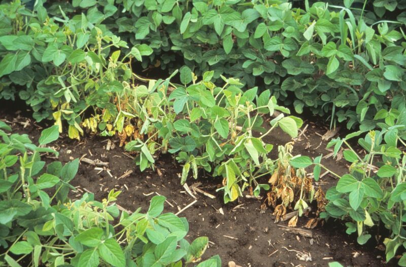 Managing Root and Stem Rot of Soybeans Caused by Water Molds – Badger ...