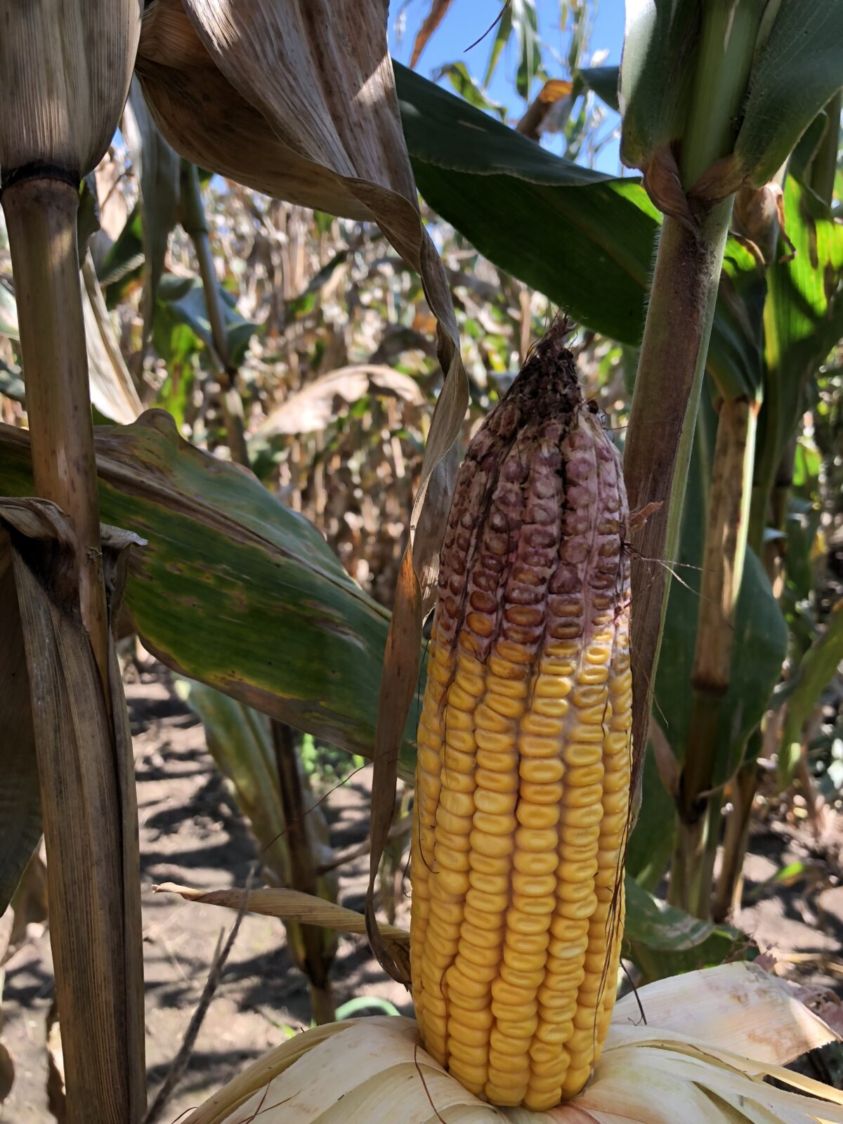 Badger Crop Network - Corn & Soybean Research & News